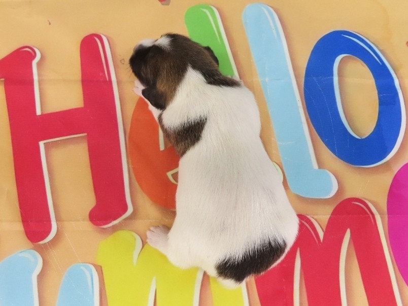 Lulabelle – Female Rough Coat Jack Russell Terrier Puppy – I’m ...